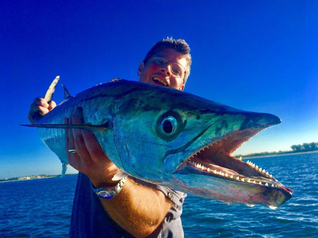 Dive into Adventure: Discovering Siesta Key's Marine Life on a Dolphin ...